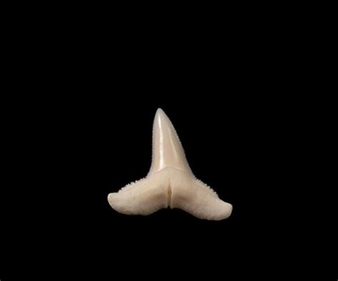 Lemon Shark Teeth