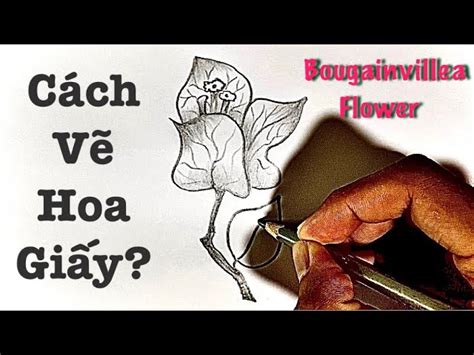 Cách Vẽ Hoa Mai Đơn Giản Hướng Dẫn Chi Tiết Và Sáng Tạo Cho Mọi Lứa Tuổi