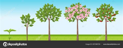 Cherry Tree Growth Stages Vector Design Illustration Stock Vector By