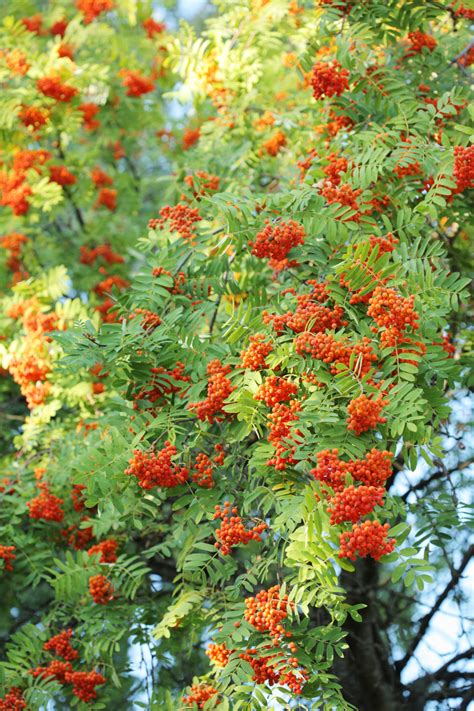 27 Flowering Trees For Virginia Gardens ProGardenTips