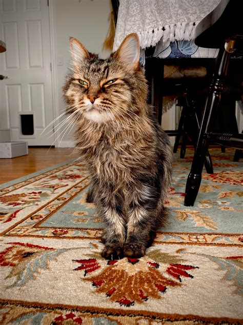 Lil Pip Squinting In The Sun 🌞 R Seniorcats