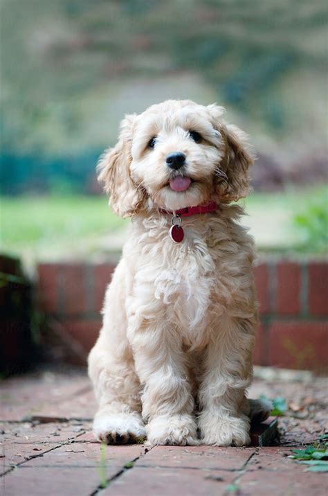 Cockapoo Wallpapers Top Free Cockapoo Backgrounds Wallpaperaccess