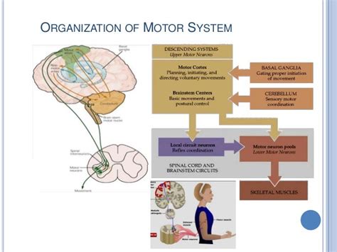 Motor System Overview 2011