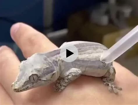 도마뱀 탈피 부풀리기 유머 움짤 이슈 에펨코리아