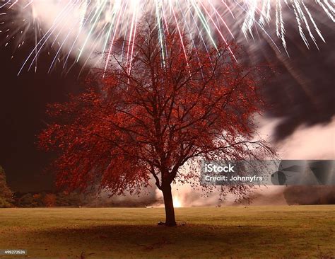 Pohon Jahe Foto Stok Unduh Gambar Sekarang 2015 Alam Fotografi