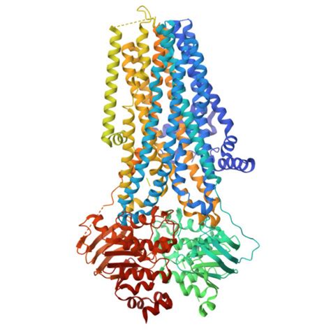 Rcsb Pdb 8ubr Complex Of The Phosphorylated Human Cystic Fibrosis Transmembrane Conductance