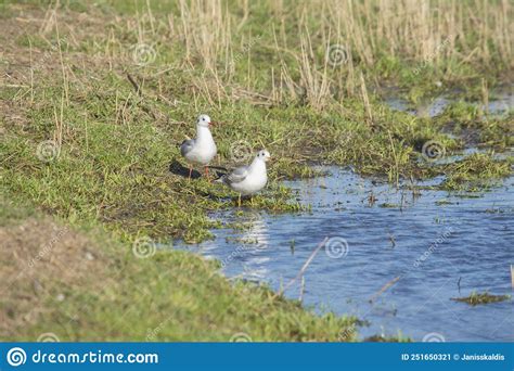 Two Immature Brown Headed Gulls Chroicocephalus Brunnicephalus Standing