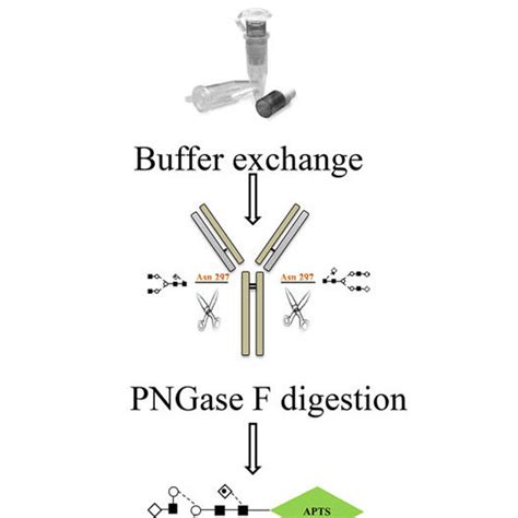 Scheme 1 Serum Igg Glycosylation Analysis Workflow Download