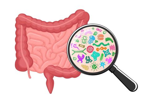 Intestinal Microflora