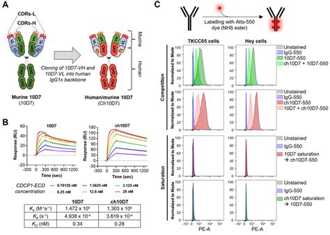 Cub Domain Containing Protein 1 Cdcp1 Is A Rational Target For The