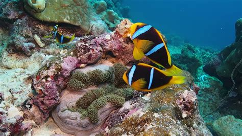 암초 산호 바다 Free Video On Pixabay