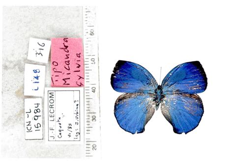 Micandra Platyptera Type Specimens