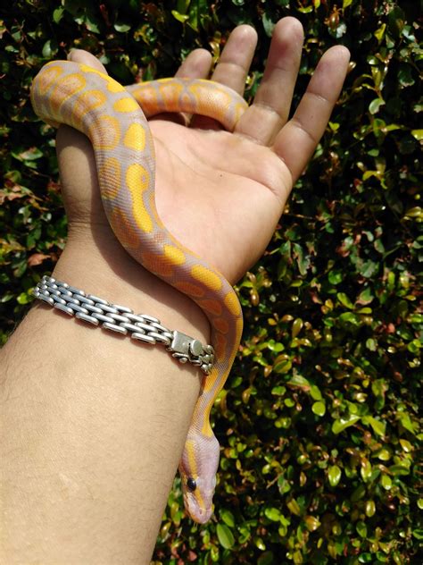 Funk Project Morphs And Chemistry Of Ball Python Art