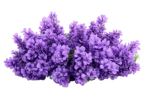 Beautiful Cluster Of Purple Lavender Flowers Lavender Flowers Purple