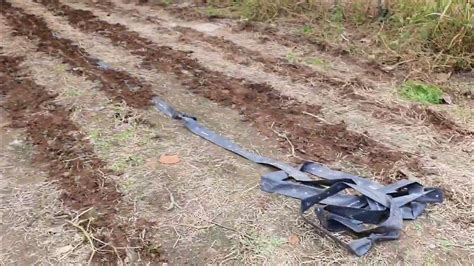 차요테 밭에 호밀을 파종합니다 유기물공급 잡초농법 호밀 차요테 Youtube