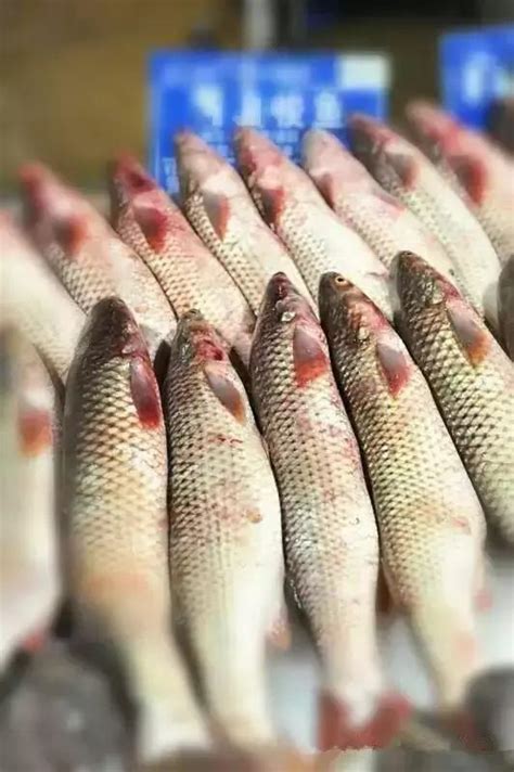 春吃鮮梭魚年年富有餘 每日頭條