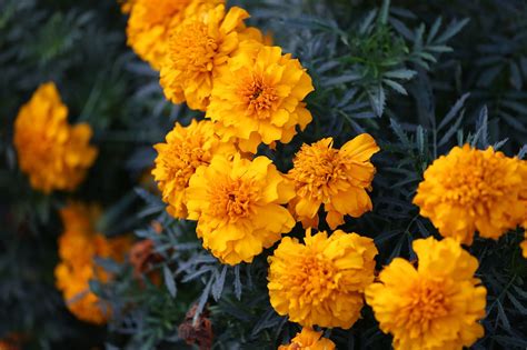 Marigolds Flowers Garden Free Photo On Pixabay