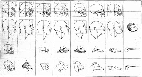 Ai Pseudoscience And Scientific Racism By Scott Johnson Tds Archive