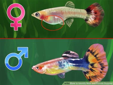 Female Guppy Fish