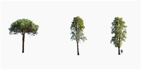 Cutout Tree Drawing Tree Images Spring Tree