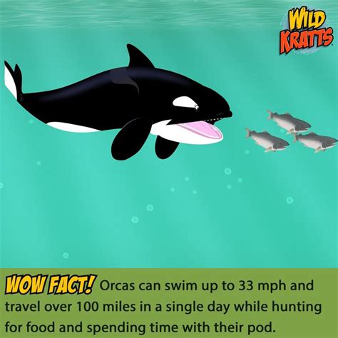 Wild Kratts On Instagram Whale Whale Whale Look What We Have Here