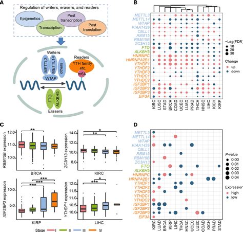Frontiers Comprehensive Analysis Of Expression Regulation For RNA M A Regulators With Clinical