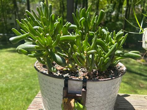 Gollum Jade Crassula Aka Finger Jade Ets Fingers Shrek Ears Rare