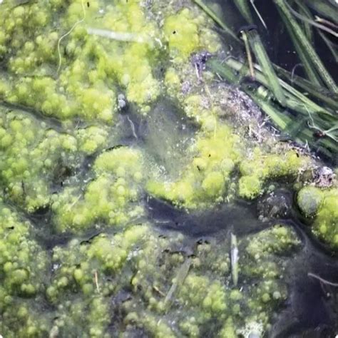 Eutrophic Ponds Understanding Their Dynamics And Challenges