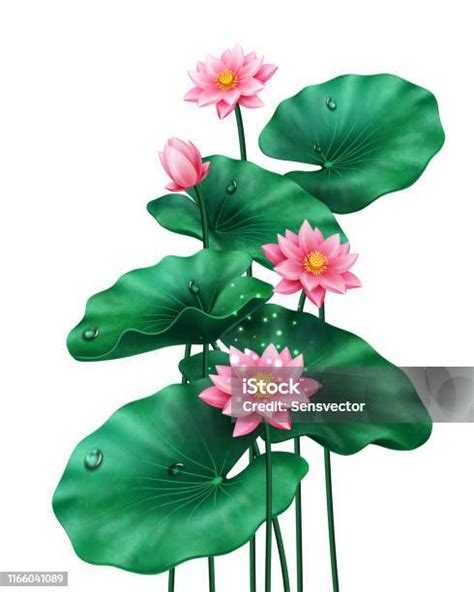 고립 된 연꽃잎꽃과 꽃봉오리가 흰색에 남습니다 중국 이나 인도 식물 이집트 콩의 분홍색 꽃 배너 배경에 대 한 물 방울