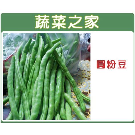 【蔬菜之家滿額免運】大包裝e06圓粉豆壞豆種子300克約750顆 蝦皮購物