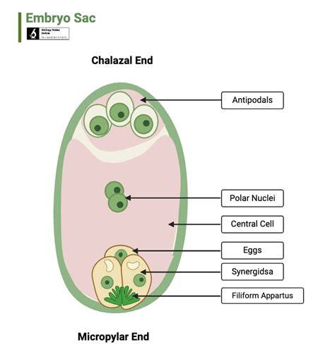 Embryo Sac Structure Types Development Function Biology Notes Online