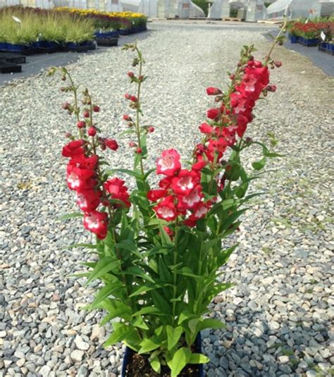 Penstemon Sunburst Ruby Beardtongue Ferri Seeds