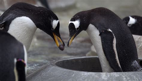 Same Sex Penguin Couple Is Madly In Love And Has Adopted An Egg Go Jek