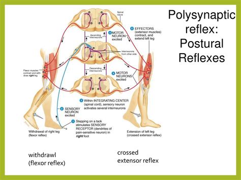 Ppt Overview Of Nervous System Divisions And Functions Powerpoint