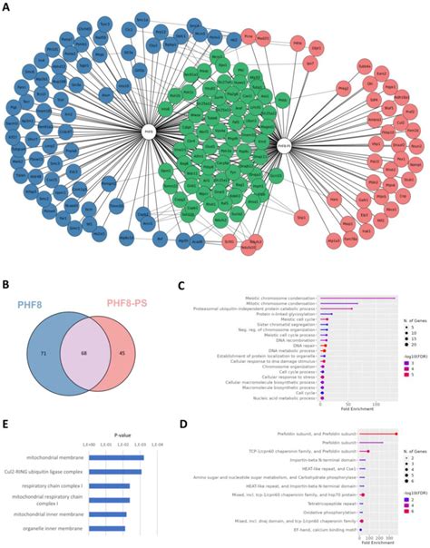 Functional Characterization Of A Phf8 Processed Pseudogene In The Mouse