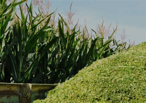 Maize Silage Compaction And Storage Mas Seeds Sas