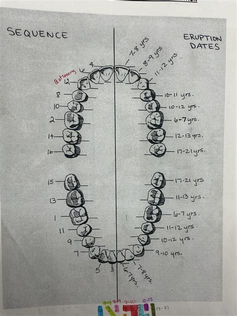 Primary Dentition Eruption Sequence Diagram Quizlet