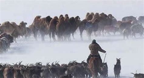 Хүчтэй цасан болон шороон шуурганы үед авах арга хэмжээ Humanz