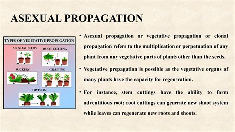 Asexual Propagation Importance Advantages And Disadvantages Of Asexual Propagation And Its