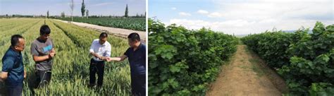 灌区水效领跑者第二批宁夏红寺堡扬水灌区经验做法 中国节水灌溉网