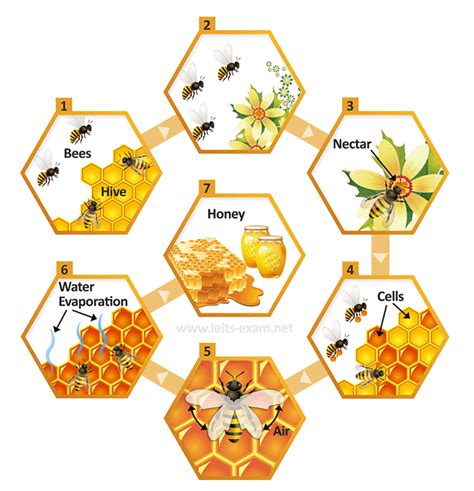 The Diagrams Show How The Bee Makes Honey And The Stages In The