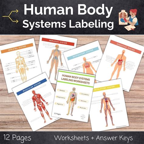 Body Systems Diagram Worksheets