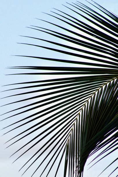 3300 Freitas Fotografías De Stock Fotos E Imágenes Libres De