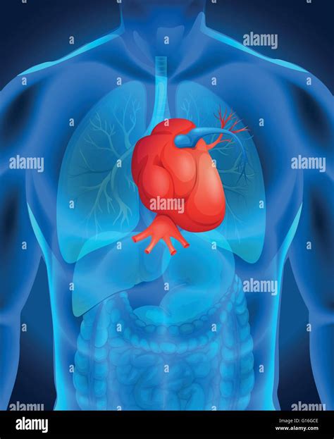 Heart Disease Stock Vector Images Alamy