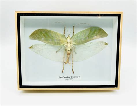Giant False Leaf Grasshopper In A Natural Wood Frame Natural History