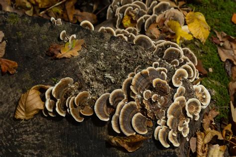 Coriolus Mushroom Benefits Dosage Side Effects Drug Interactions
