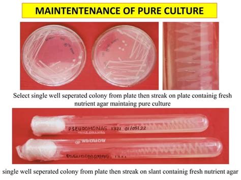 Bacteriology Practicals Pptpptx