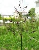 Anim Agro Technology Kemuncup