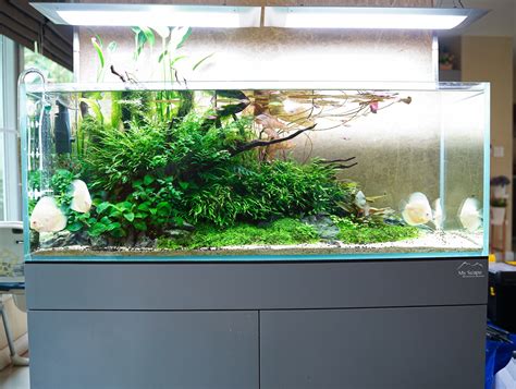 My Scape รับจัดตู้ปลาสวยงามและตู้พรรณไม้น้ำ Home Facebook