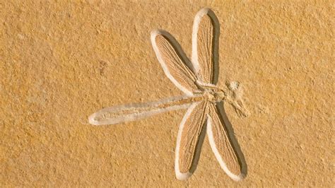 Rare Incredibly Detailed Dragonfly Fossil From The Jurassic Period About 150 Million Years Old
